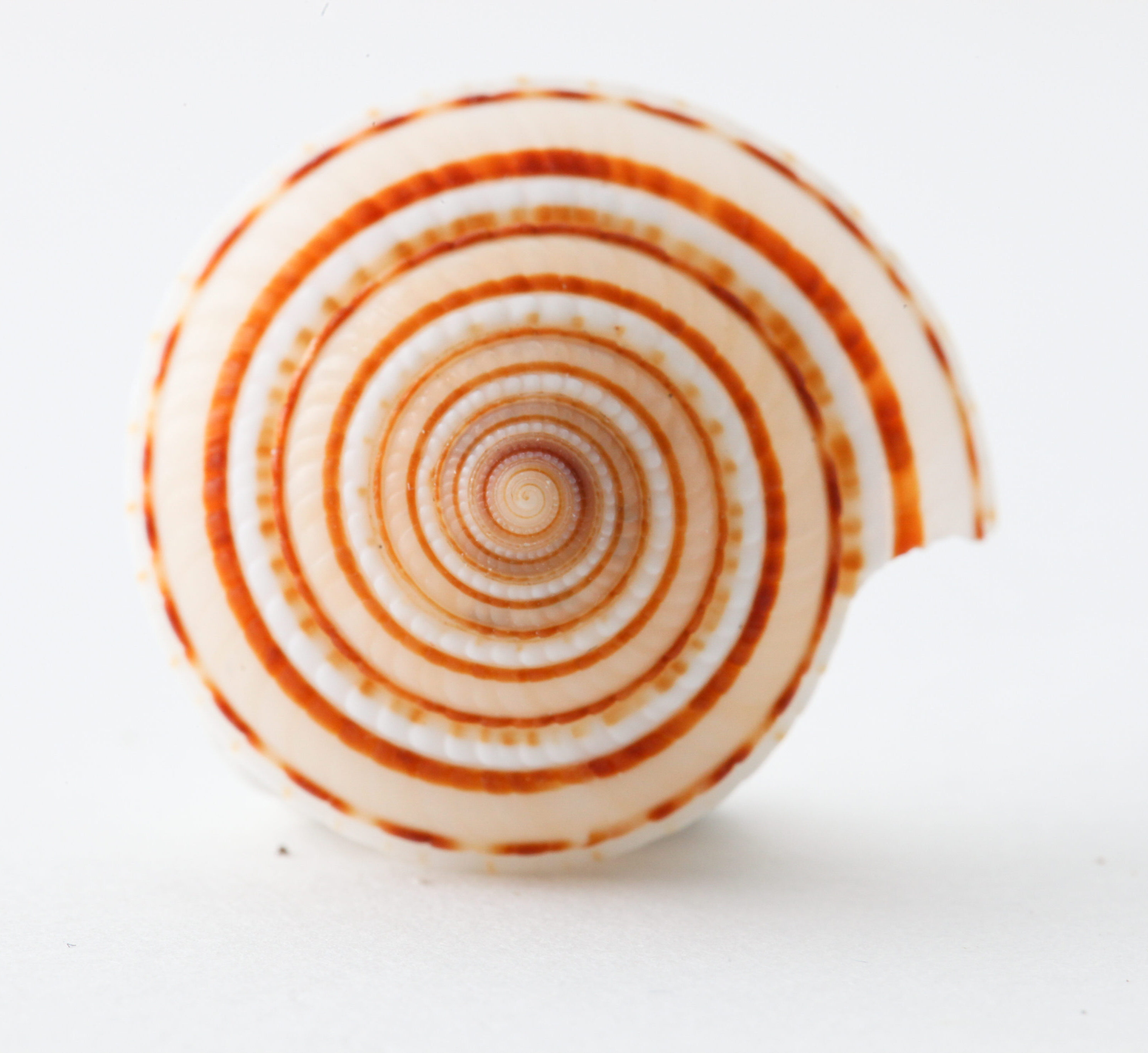 Creating Shells - YouCubed